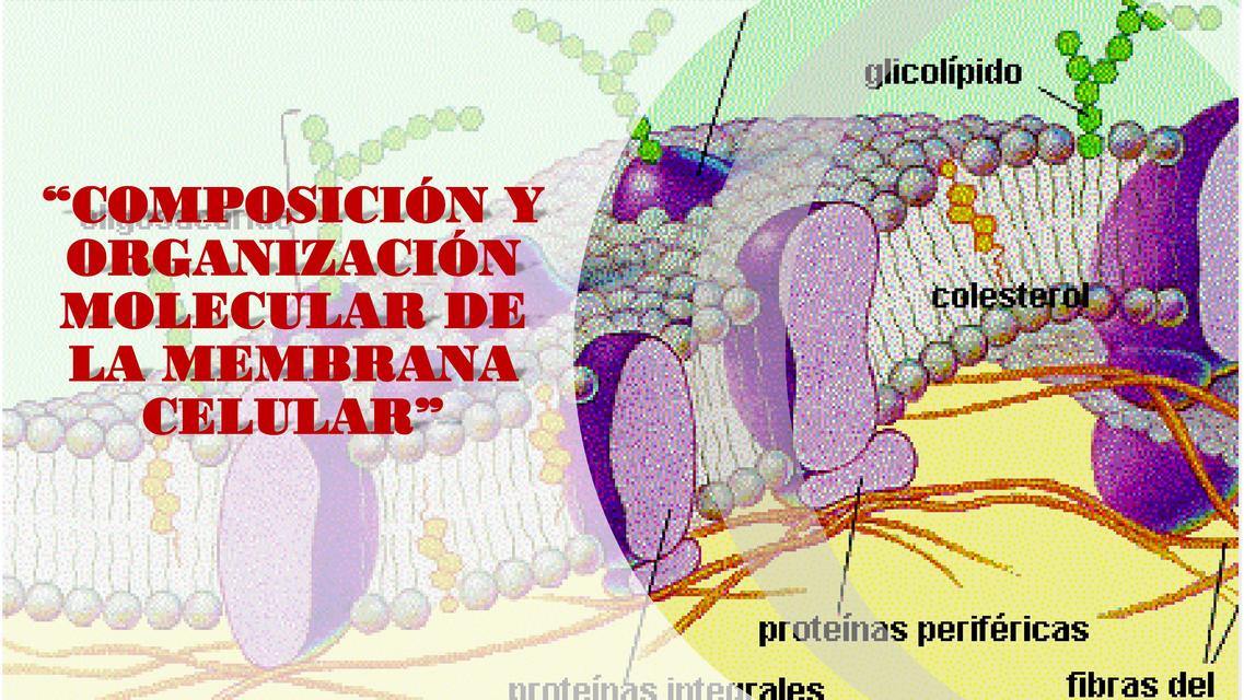 “COMPOSICIÓN Y ORGANIZACIÓN MOLECULAR DE LA MEMBRANA CELULAR” | Natalie ...