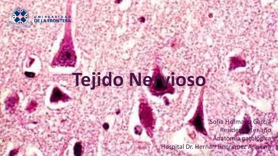 Tejido nervioso | Sofia | uDocz