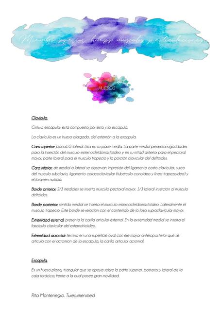 ANATOMIA MMSS 1 | @TURESUMEN.MED | uDocz