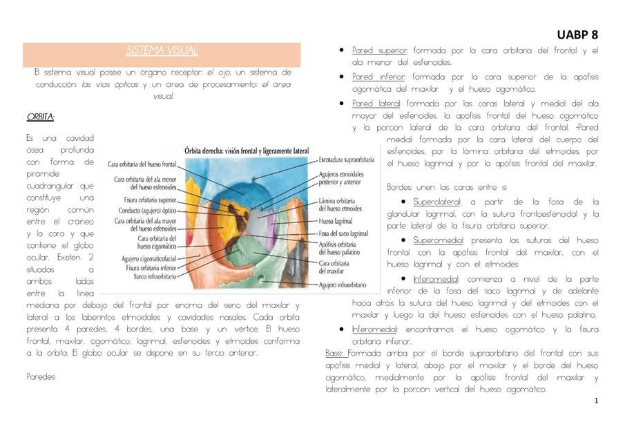 ANATOMIA Ojo | @TURESUMEN.MED | uDocz