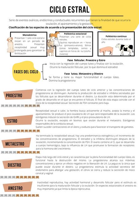 Ciclo estral | Michel | uDocz