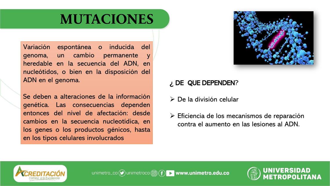 C 4 MUTACIONES | Xavier Radillo | uDocz