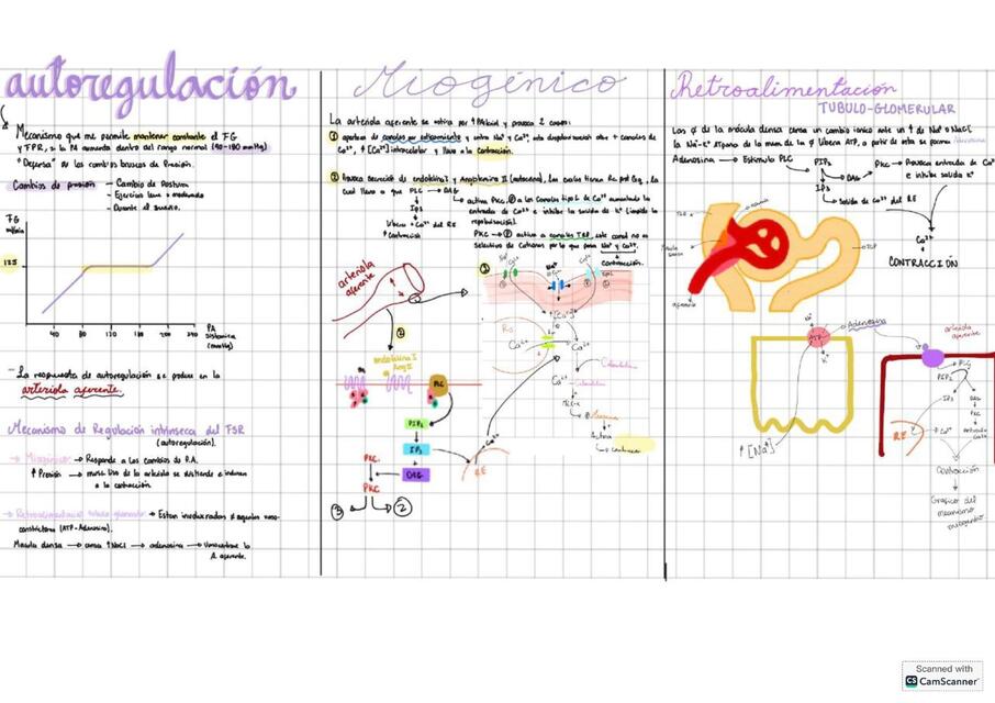 autoregulacion | maria escala | uDocz