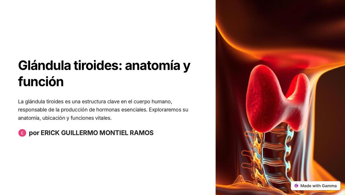 Glandula tiroides anatomia y funcion | ERICK GUILLERMO MONTIEL RAMOS ...