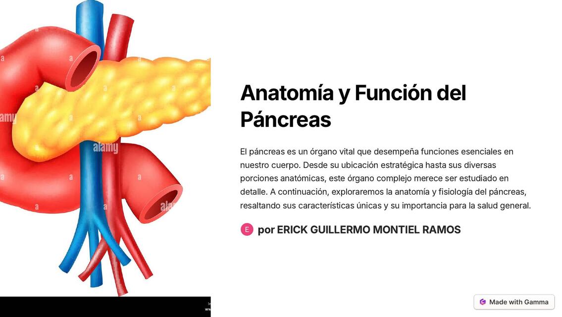 Anatomia y Funcion del Pancreas | ERICK GUILLERMO MONTIEL RAMOS | uDocz