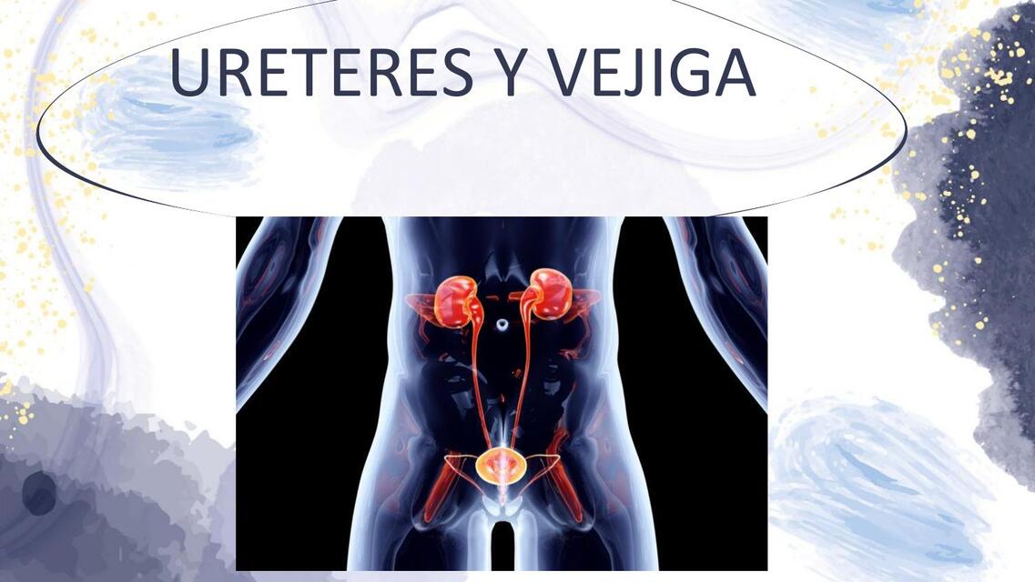 URETERES Y VEJIGA | VICTOR MANUEL FLORERO MENDOZA | uDocz