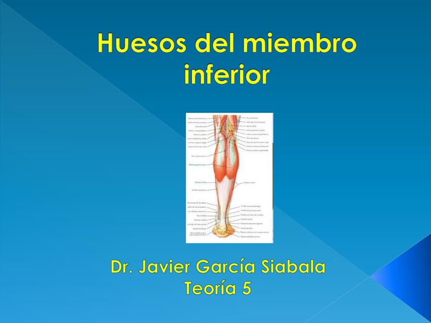 Huesos y Segmento Miembro Inferior | Ahmed Casana | uDocz