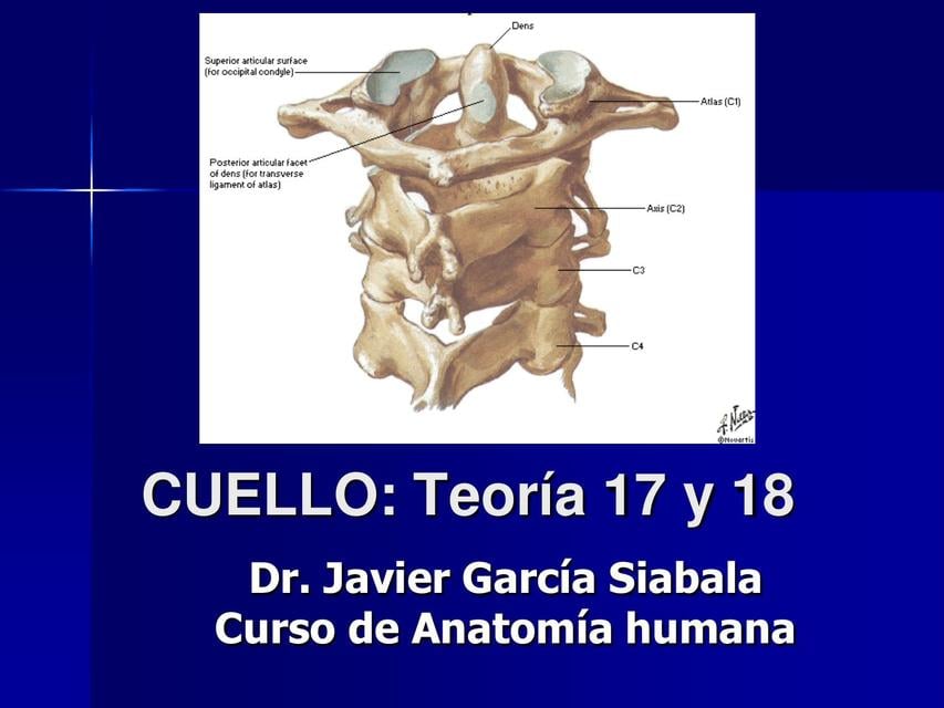 Anatomía del Cuello | Ahmed Casana | uDocz