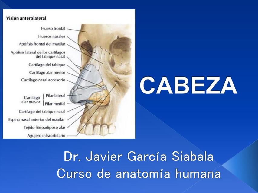 Anatomía de la Cabeza | Ahmed Casana | uDocz