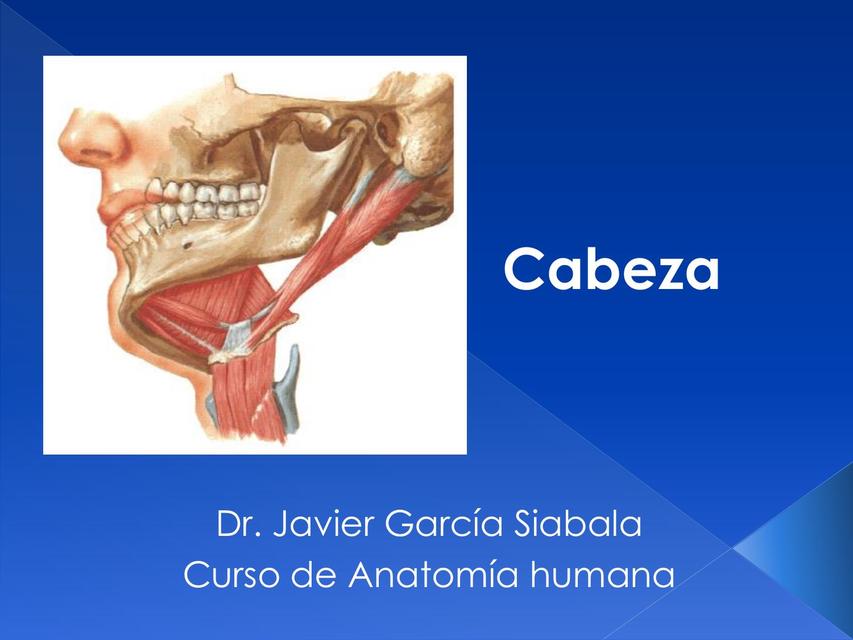 Región Submaxilar | Ahmed Casana | uDocz