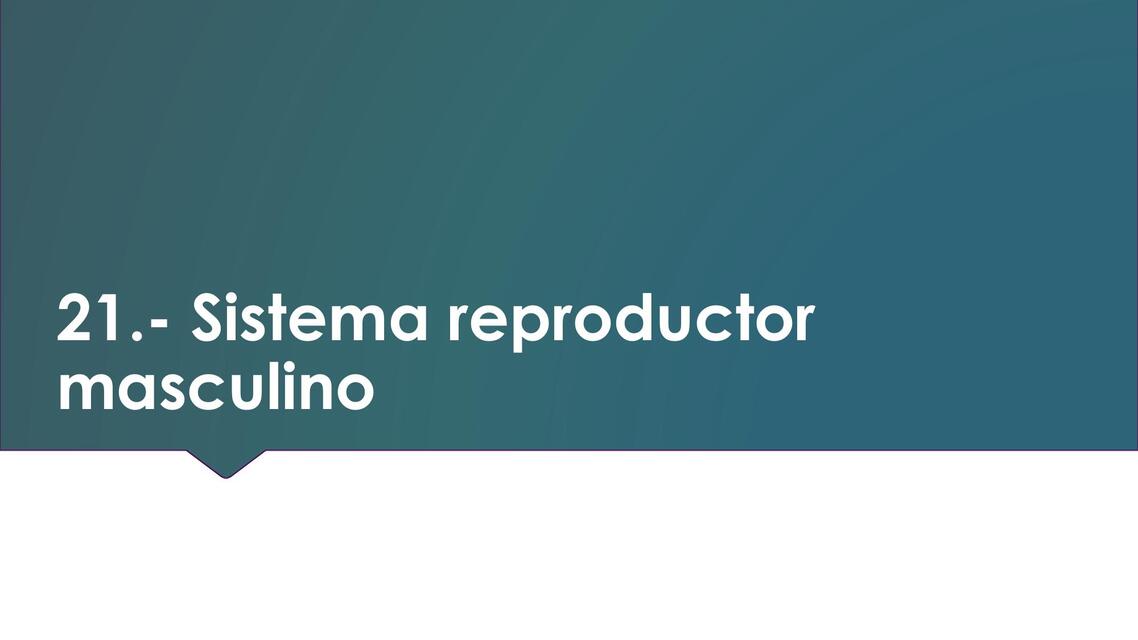 Sistema reproductor masculino | Giezi Del Angel | uDocz