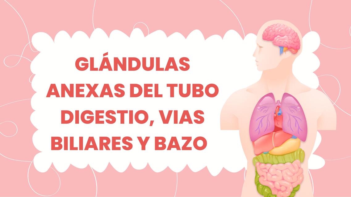 Glándulas anexas del tubo digestivo | Shirley Dayana Rueda Moncada | uDocz