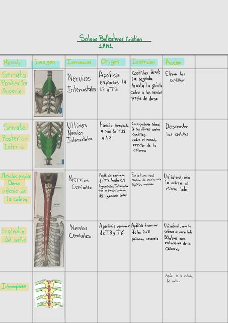 Tabla de músculos del cuello | o o | uDocz