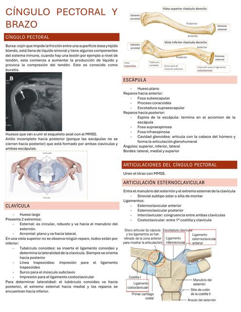 Flashcards de cíngulo pectoral y brazo | Por Javier. A | uDocz