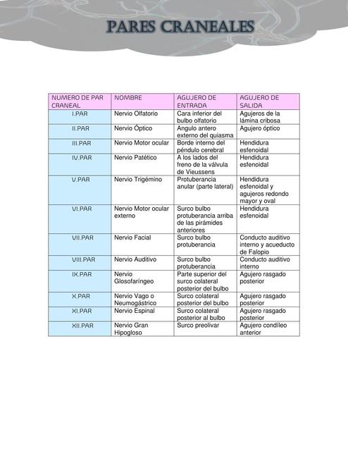 Pares Craneales | Alondra Itzel Arzate Velazquez | uDocz