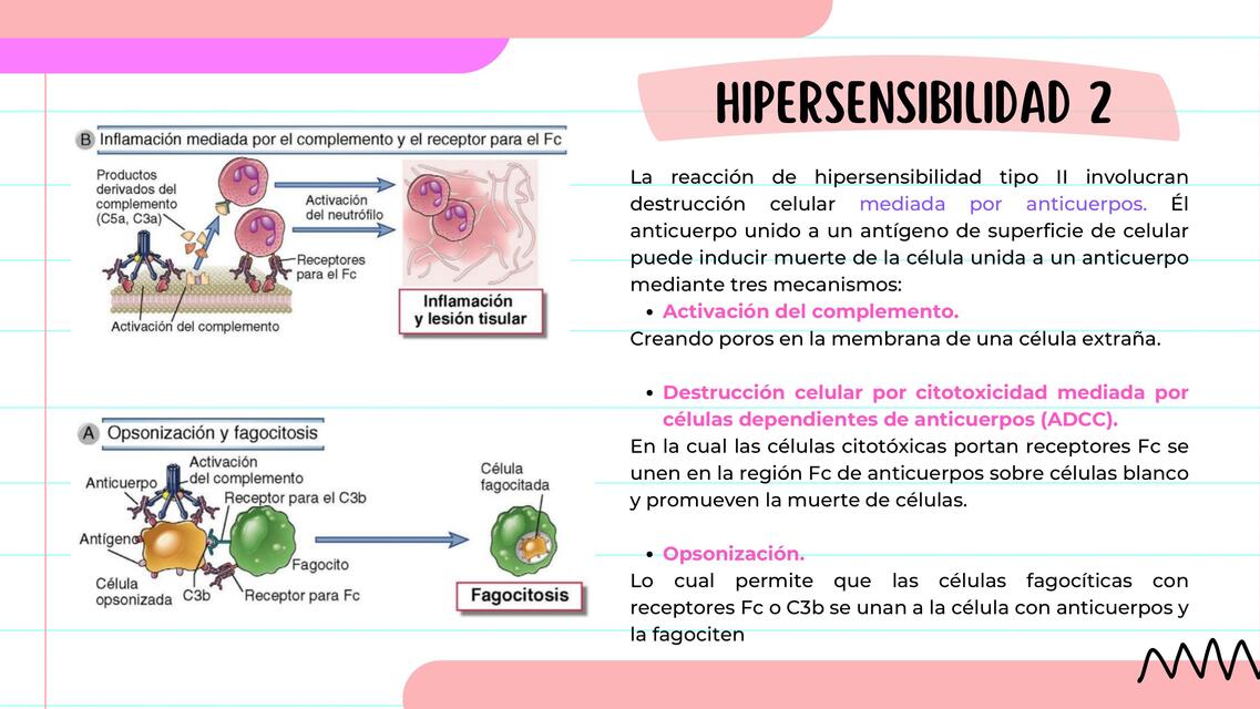 Hipersensibilidad 2 | Anayeli Rafael Sánchez | uDocz
