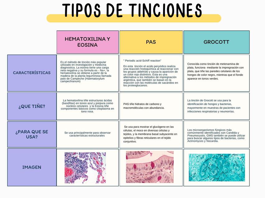 Tipos De Tinciones Histológicas Medi Girl222 Udocz