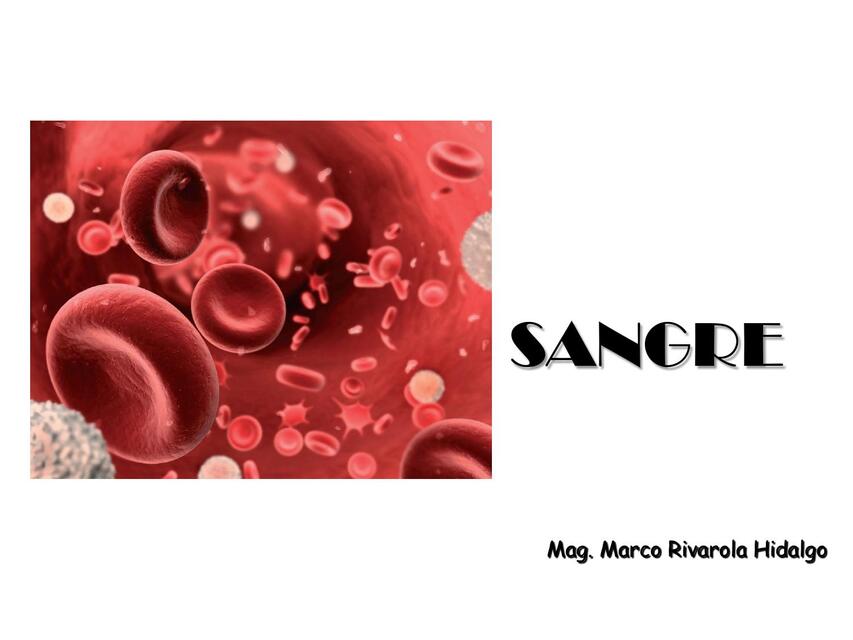 sangre circulatorio | EVELIN PINEDA | uDocz