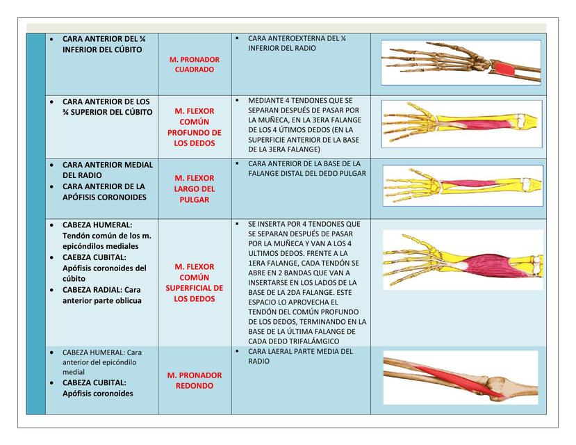 Resúmenes de Músculos flexores | Descarga apuntes de Músculos flexores
