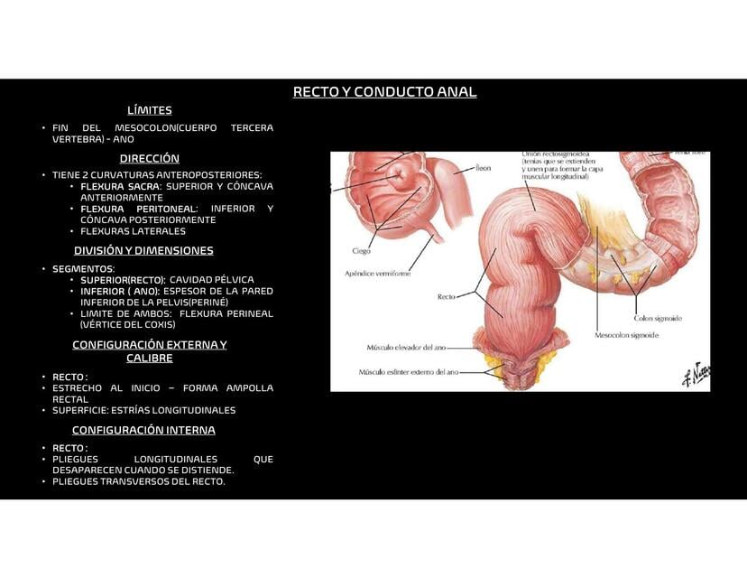 Recto Y Conducto Anal Jeanpierre Paredes Bautista Udocz