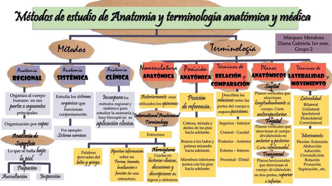anatomia terminologia | gabs_medstudy | uDocz