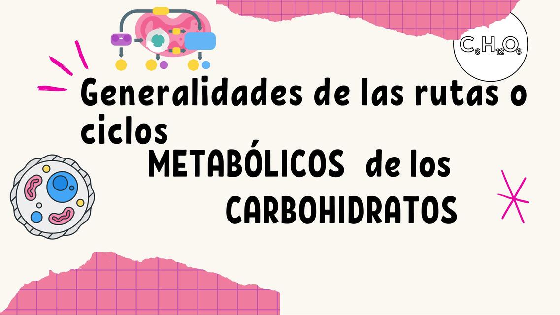 Rutas metabólicas de los carbohidratos | Dayan | uDocz