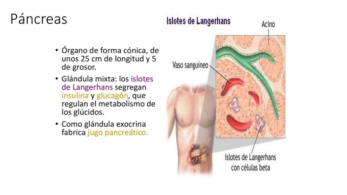 Sistema Excretor Rodrigo09 Udocz