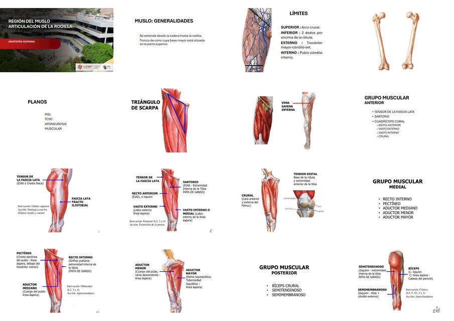 Region muslo y rodilla de la rodilla | diariomed_study | uDocz