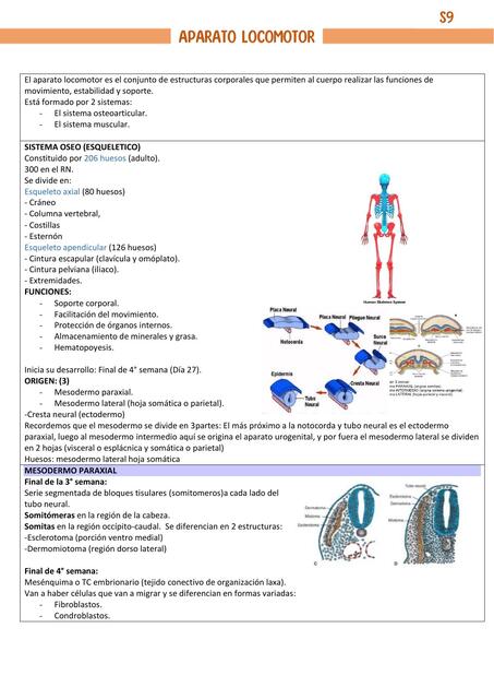 Flashcards de S9 APARATOCO LOCOMOTOR | Por diariomed_study | uDocz