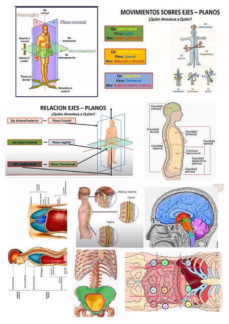 ANATO | Paola Orna Reyes | uDocz