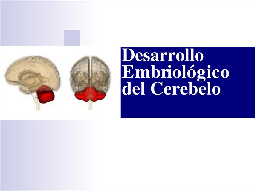 EMBRIOLOGiA CEREBELO | Renzo Luján | uDocz