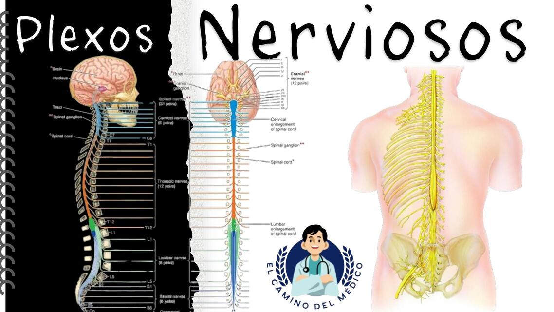 Plexos nerviosos - Anatomía Humana | El camino del médico | uDocz