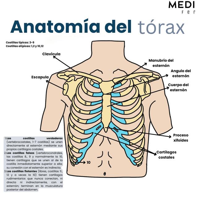 ANATOMÍA DEL TORAX | medi_fer | uDocz