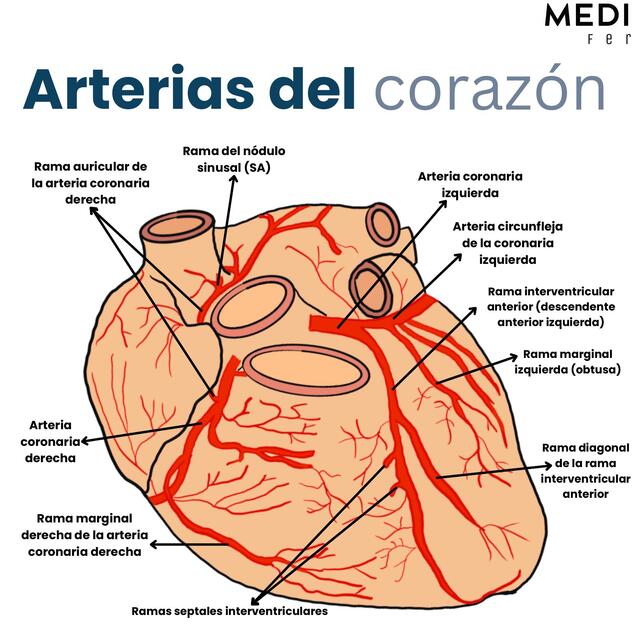 Arterias del corazón | medi_fer | uDocz