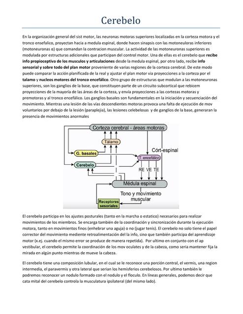 Cerebelo Control Motol | micaela fernandez | uDocz