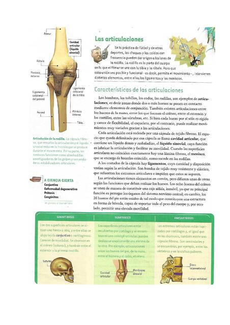 ARTICULACIONES | Luna | uDocz