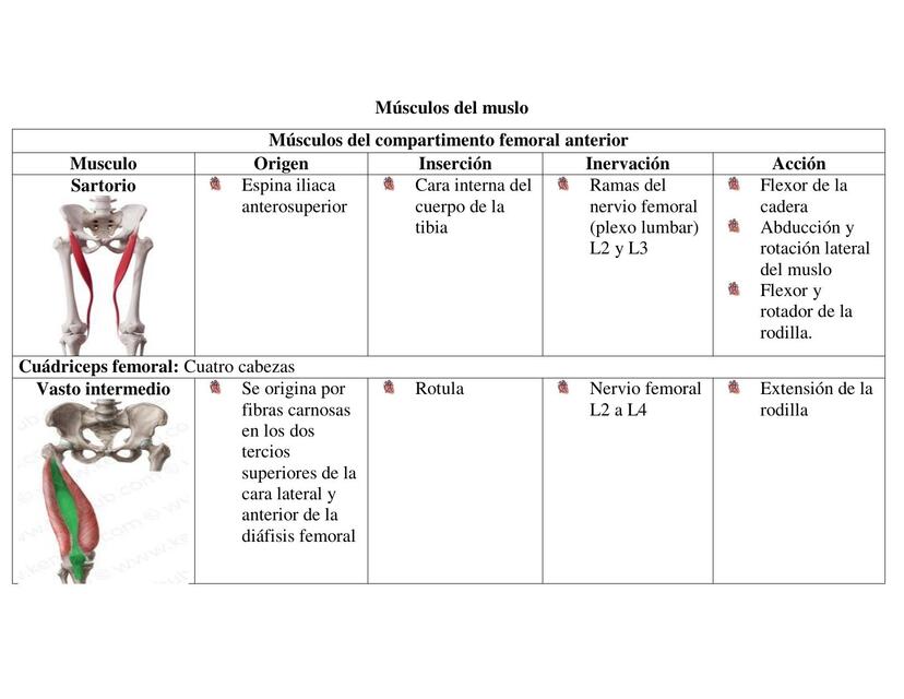 Músculos del muslo | JAVIER ALEXANDER | uDocz