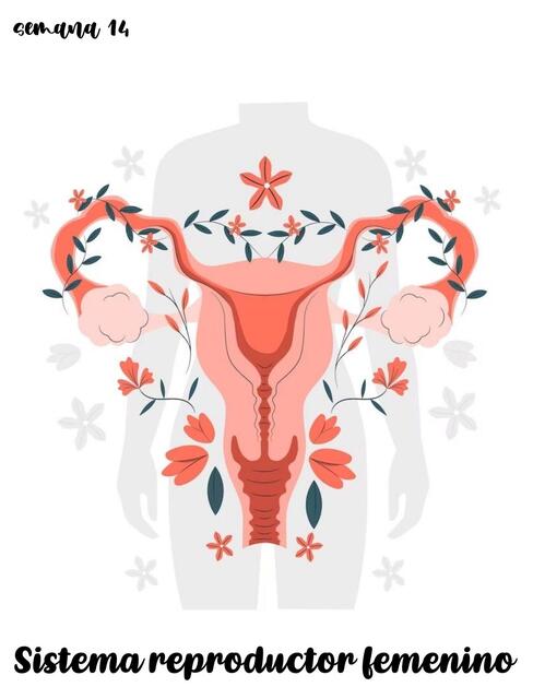 S14 Morfofisiologia I SISTEMA REPRODUCTOR FEMENINO | Darwin Guerrero Barco | uDocz
