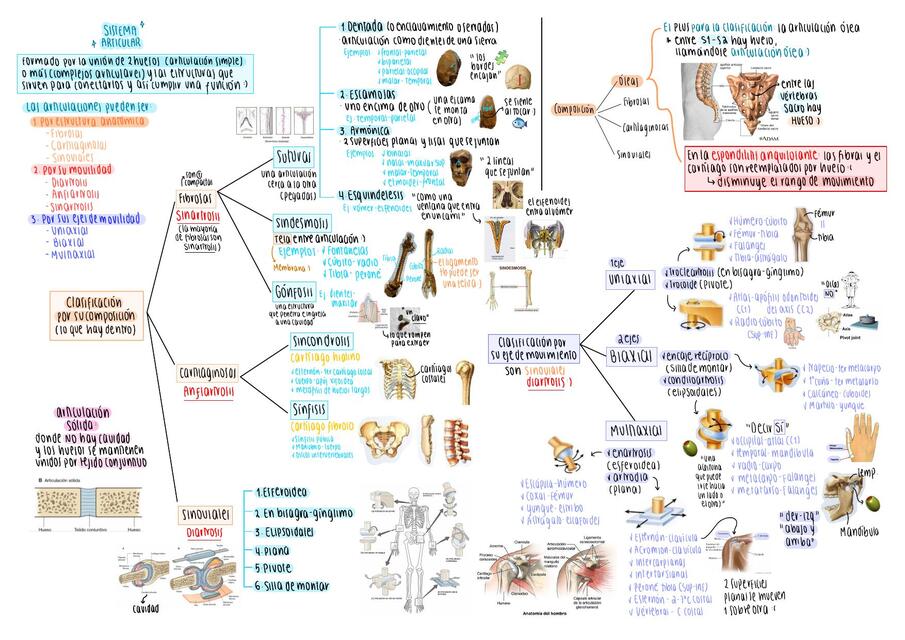 Clasificación de las articulaciones | Ximena | uDocz