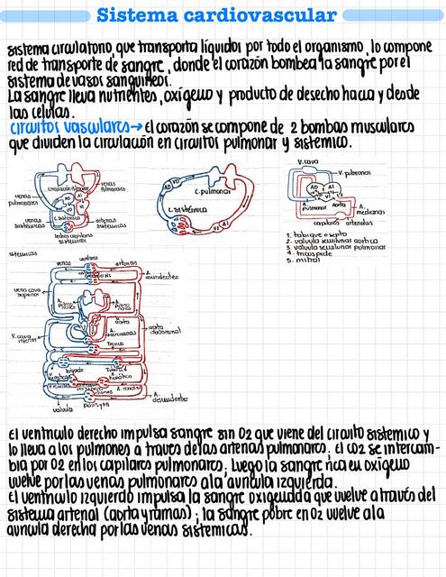 Introducción sistema circulatorio | Medsense_ | uDocz