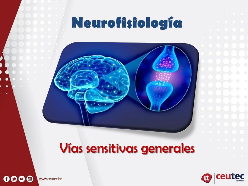 Vias sensitivas generales | Emily | uDocz