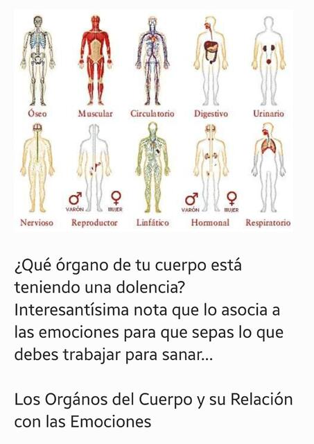 LOS ÓRGANOS Y SU RELACIÓN CON LAS EMOCIONES | Yudith | uDocz