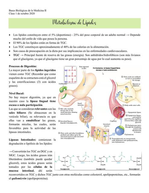 Metabolismo de Lípidos | Catalina Carcamo | uDocz