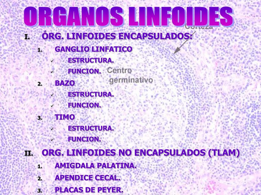 Órganos Linfoides | Ahmed Casana | uDocz