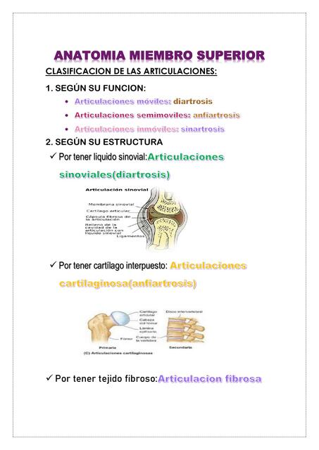 ANATOMIA MIEMBRO SUPERIOR | juampi | uDocz