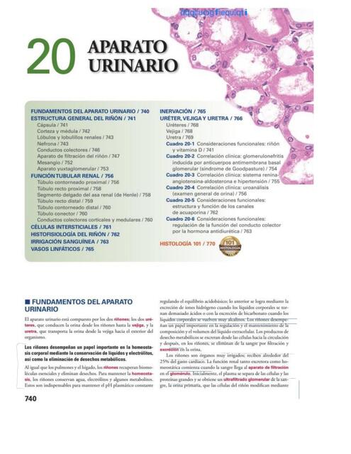 Urinario y endocrino | manuel | uDocz