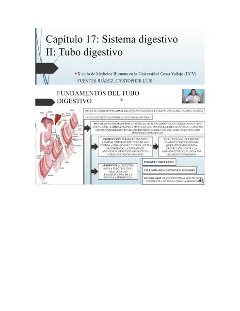 Histo Digestivo | manuel | uDocz