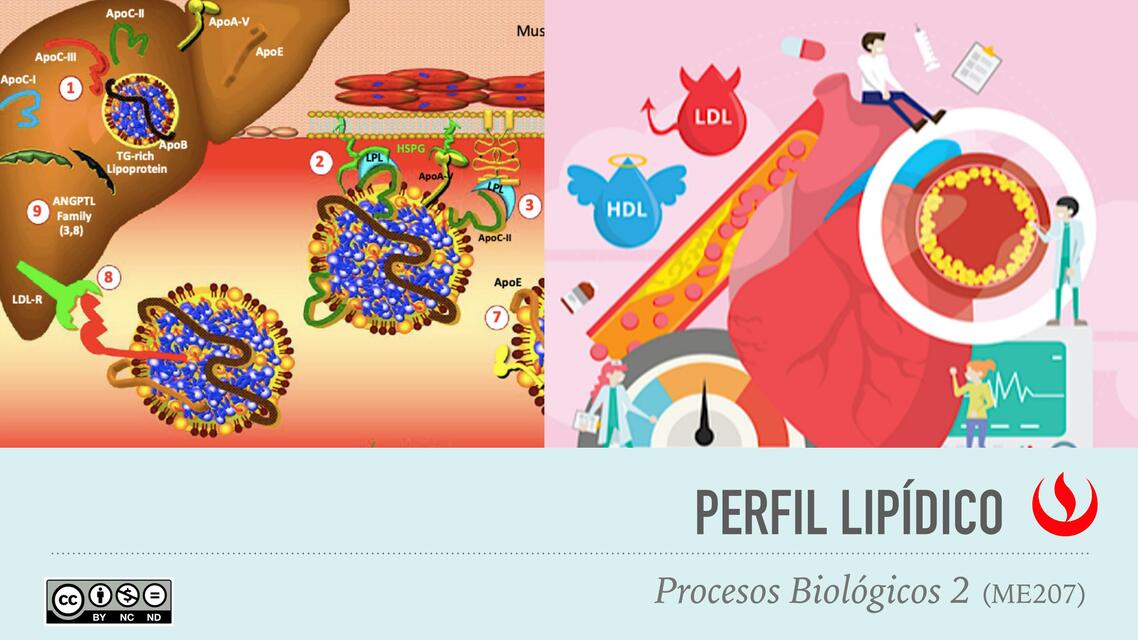 Perfil lipidico | Abbi Montoya Dávila | uDocz