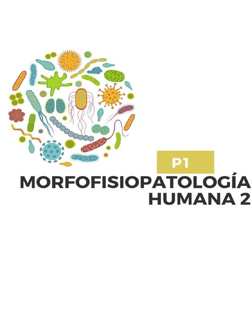 P1 Morfofisiopatología II | Ysaac Garcia | uDocz