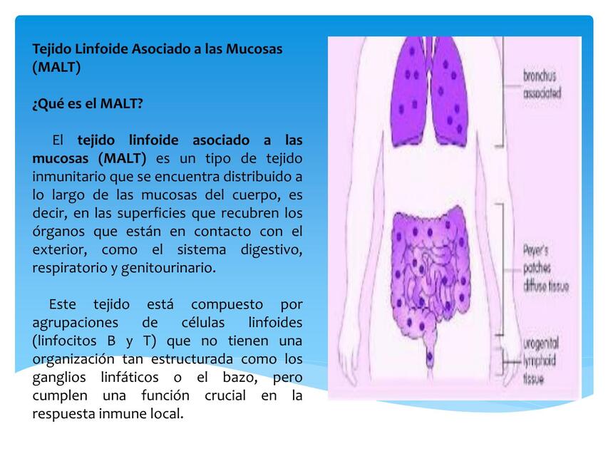 Tejido linfoide asociado a las mucosas | Jean | uDocz